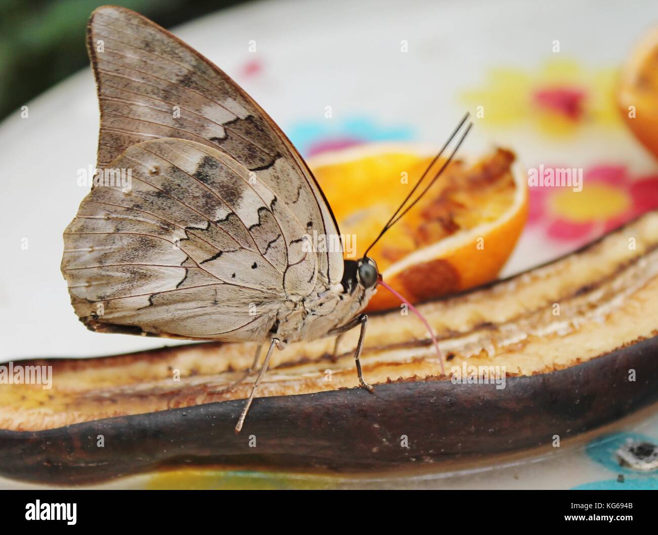 Moth feeding on old fruit stock photo, stock, photograph, image ...
