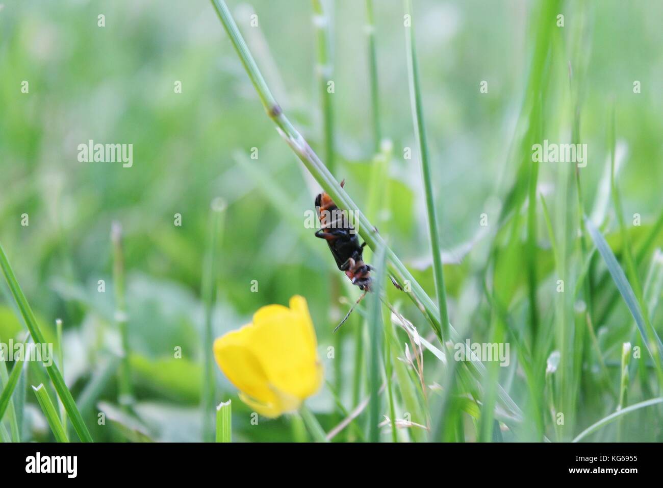 red head beetle bug insect Tanbark Borer - Phymatodes testaceus Stock ...