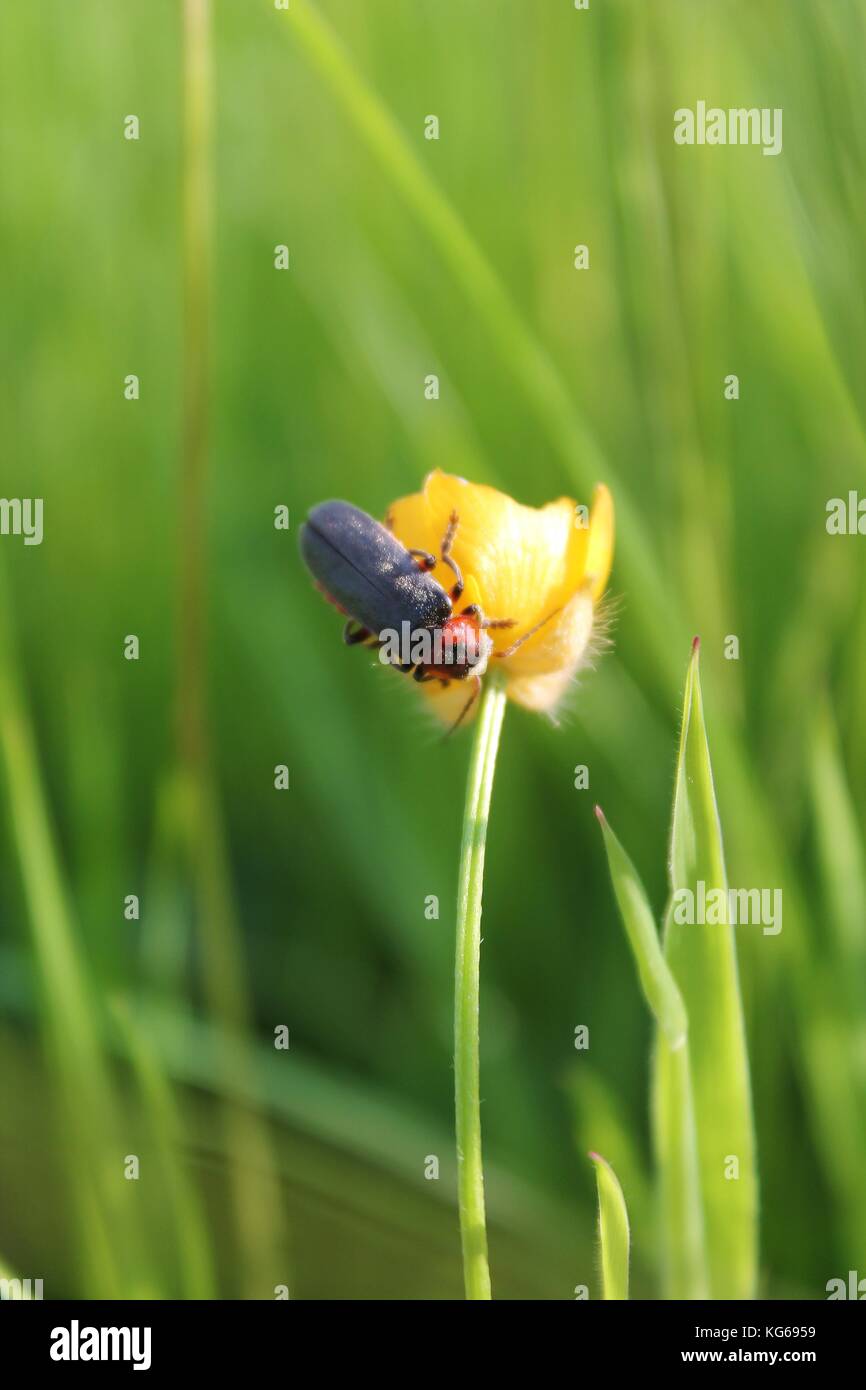 red head beetle bug insect Tanbark Borer - Phymatodes testaceus Stock ...