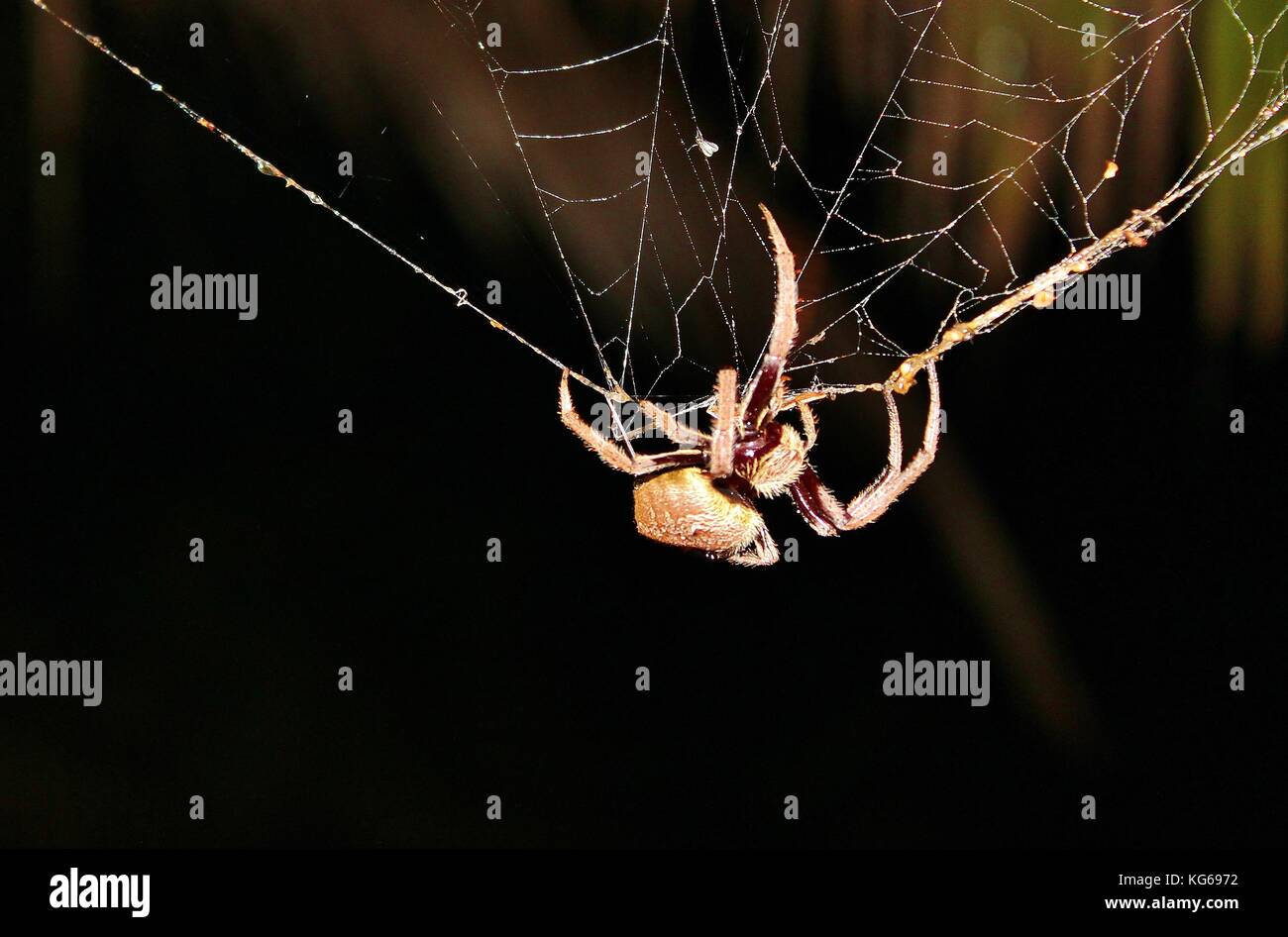 Huntsman Spider Australia Stock Photos & Huntsman Spider Australia ...