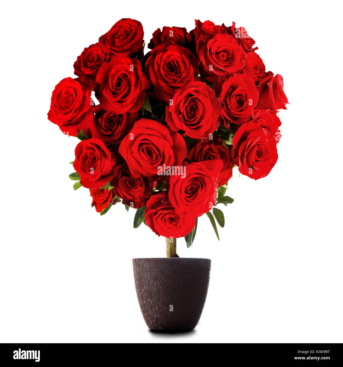Tree shaped roses hi-res stock photography and images - Alamy