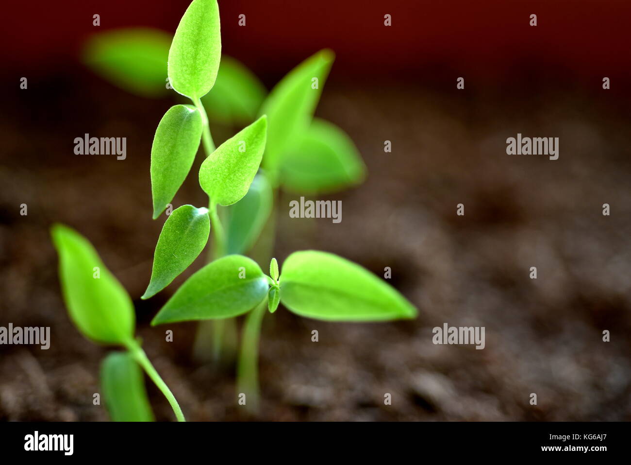 Close-up of green seedling growing plant out of soil Stock Photo - Alamy