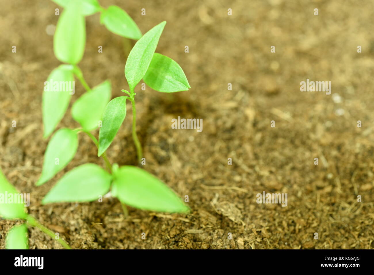 Close-up of green seedling growing plant out of soil Stock Photo - Alamy
