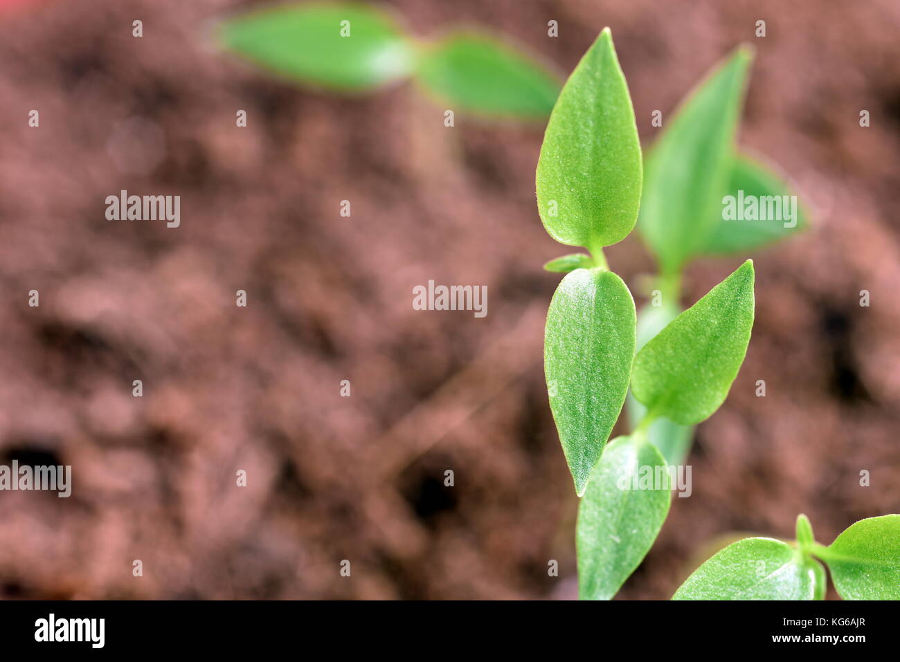 Close-up of green seedling growing plant out of soil Stock Photo - Alamy