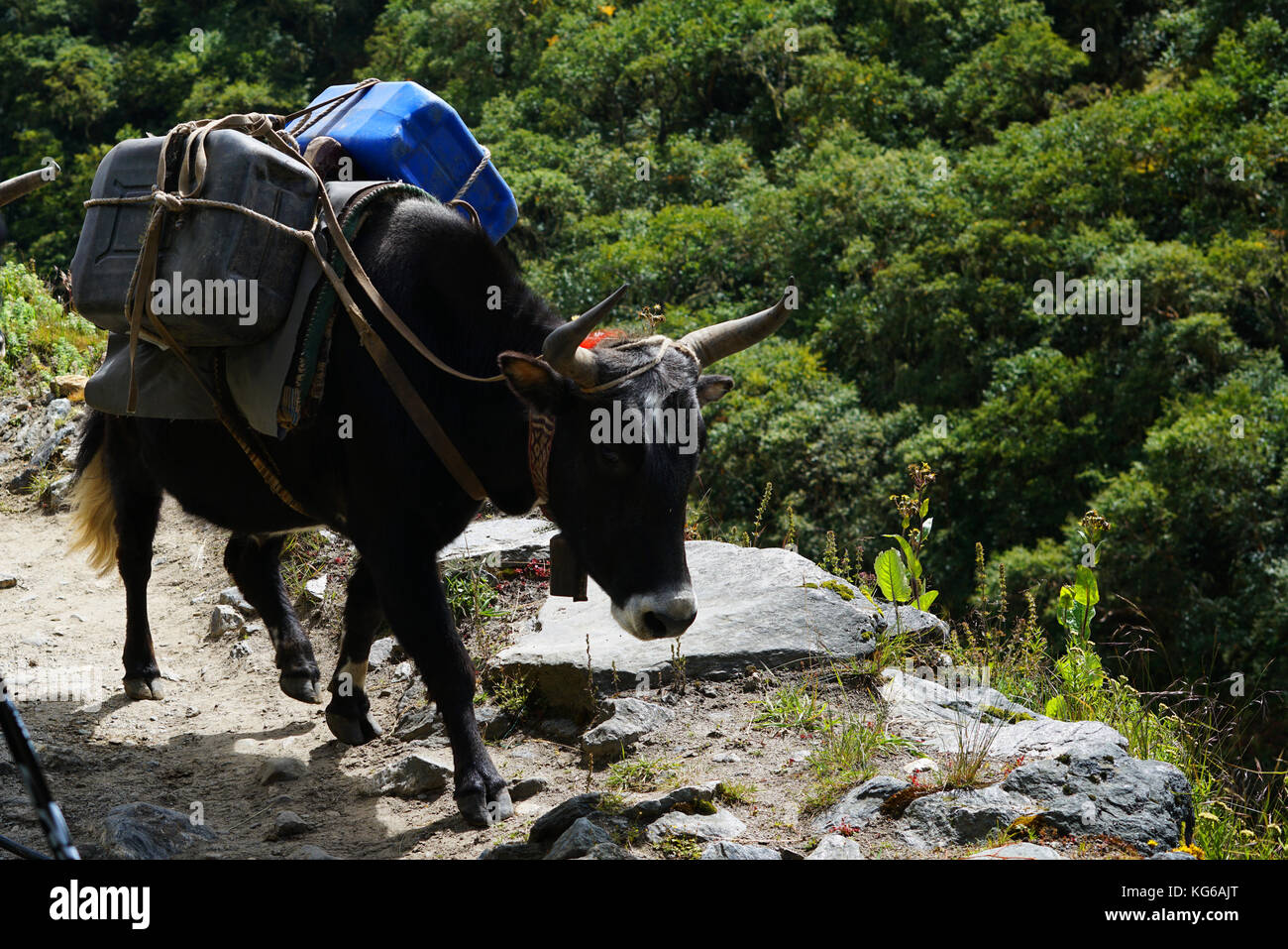 Yak Carrying Heavy Goods on The Way to Namche Bazaar, Everest Base Camp ...