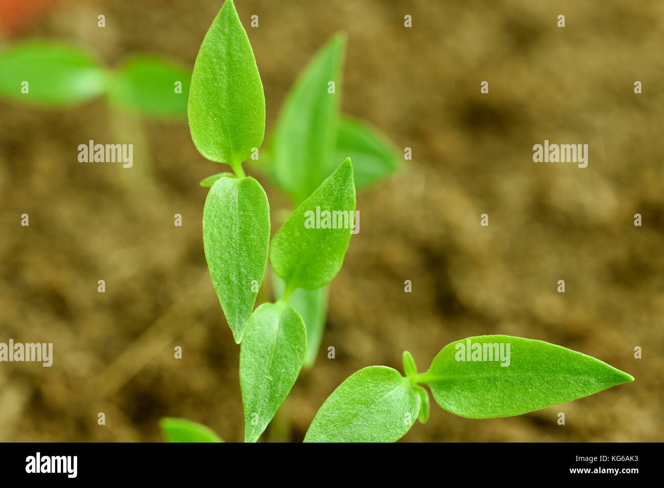 Close-up of green seedling growing plant out of soil Stock Photo - Alamy