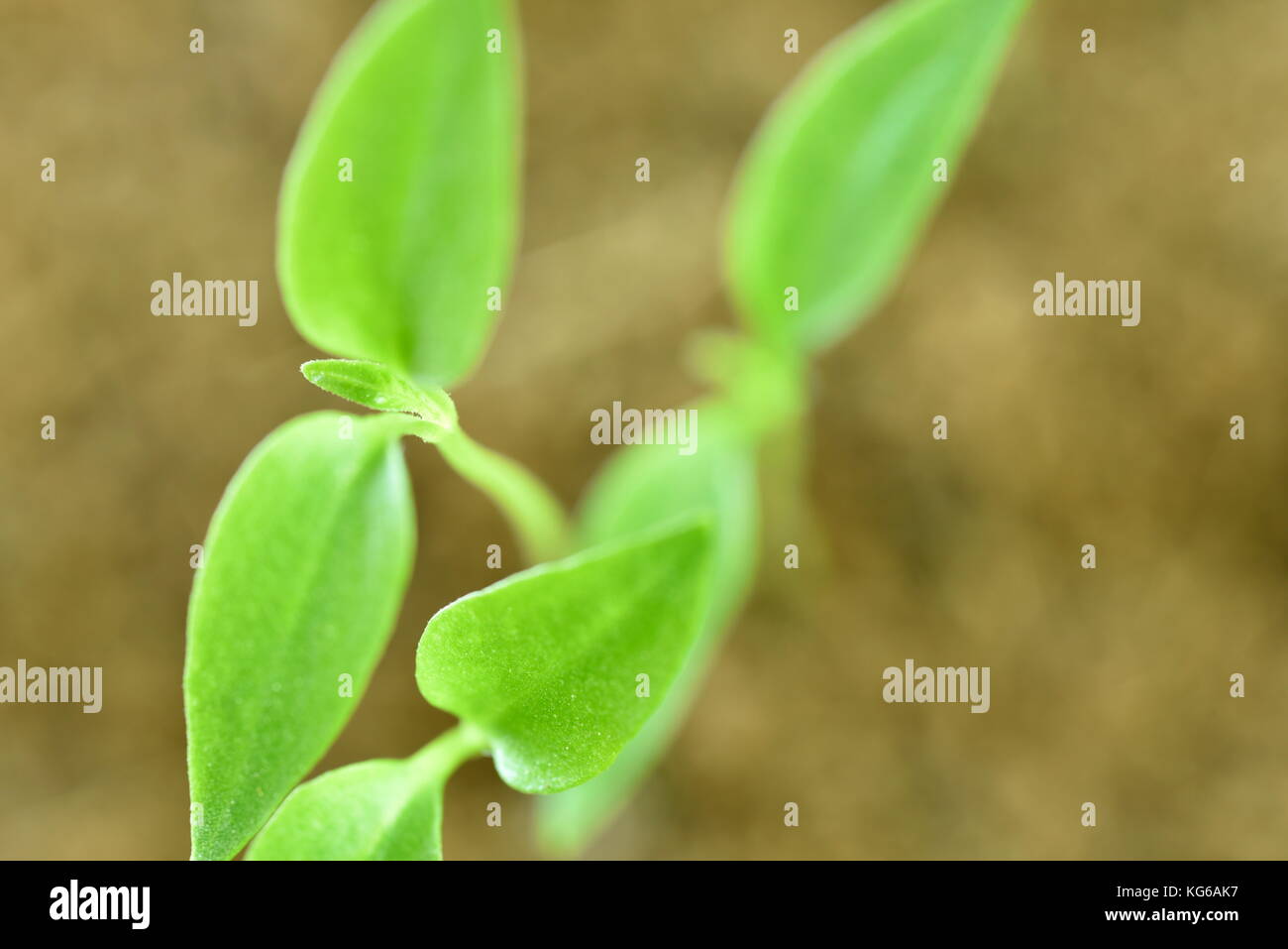 Close-up of green seedling growing plant out of soil Stock Photo - Alamy