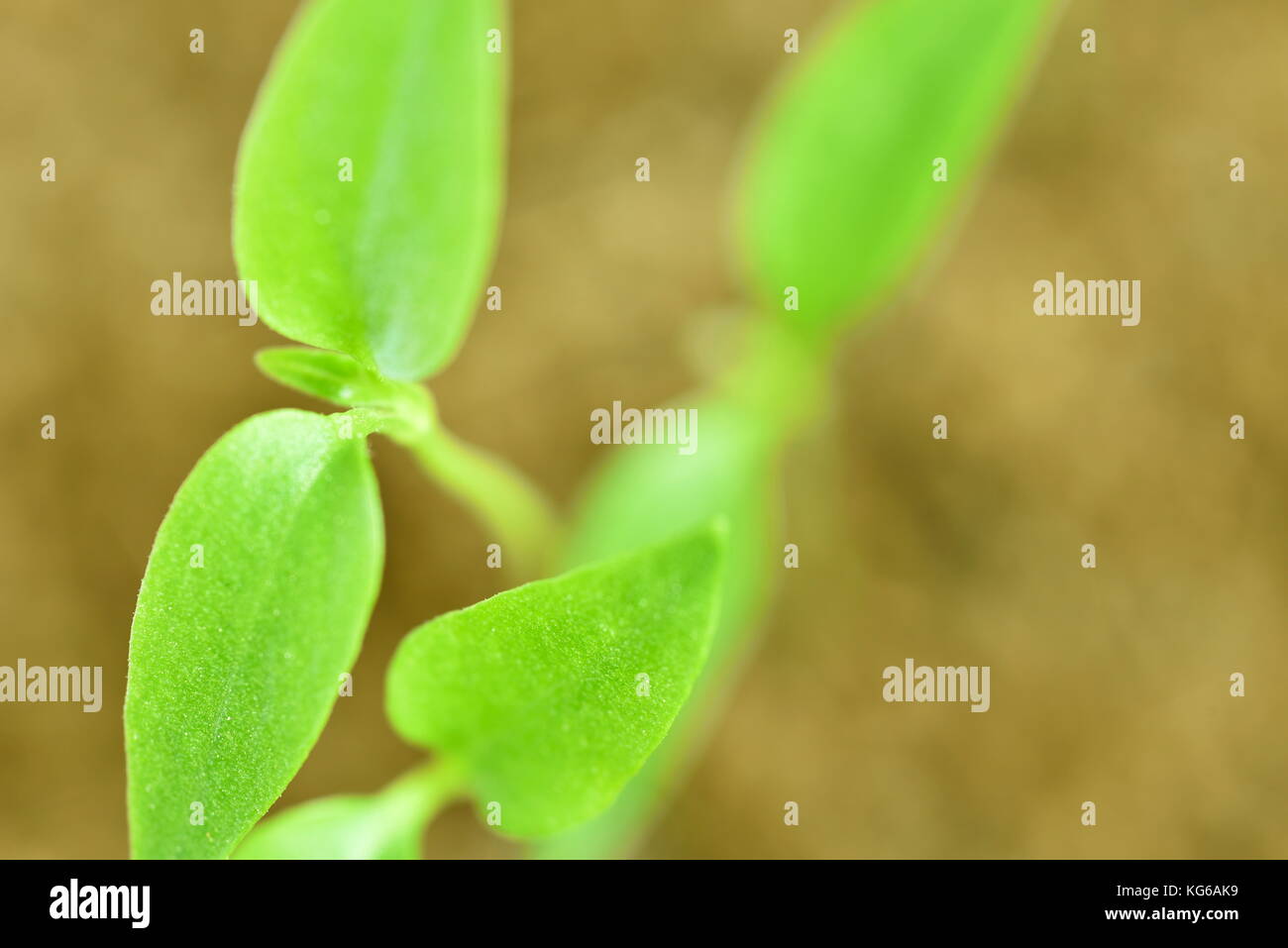 Close-up of green seedling growing plant out of soil Stock Photo - Alamy