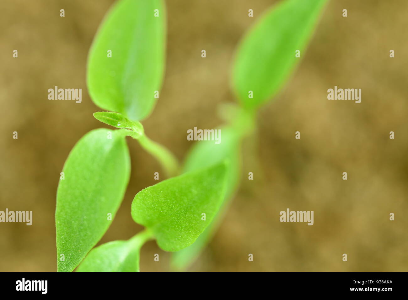 Close-up of green seedling growing plant out of soil Stock Photo - Alamy