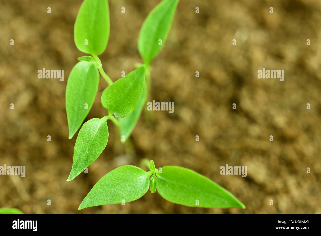 Close-up of green seedling growing plant out of soil Stock Photo - Alamy