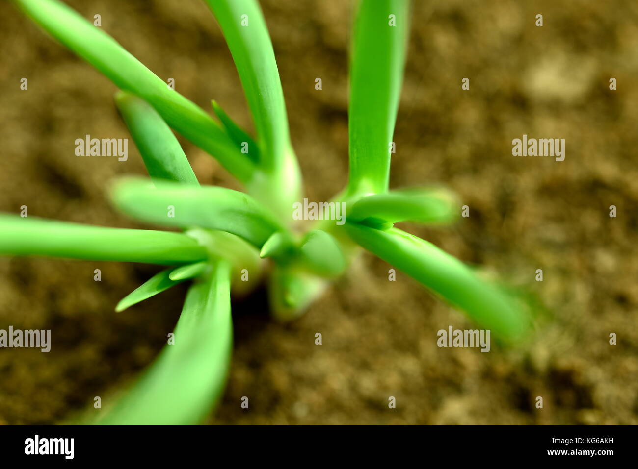 Close-up of green seedling growing plant out of soil Stock Photo - Alamy