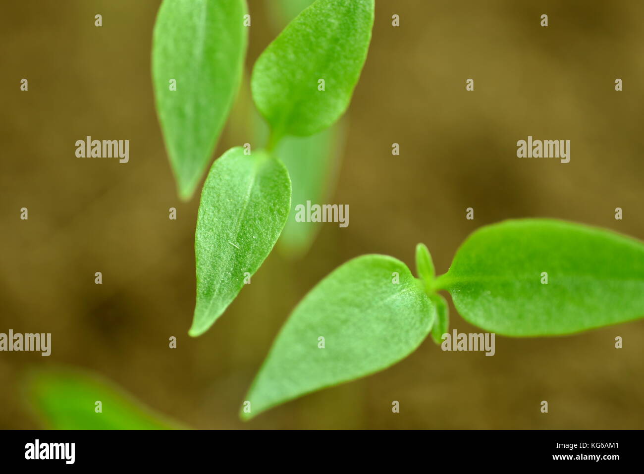 Close-up of green seedling growing plant out of soil Stock Photo - Alamy