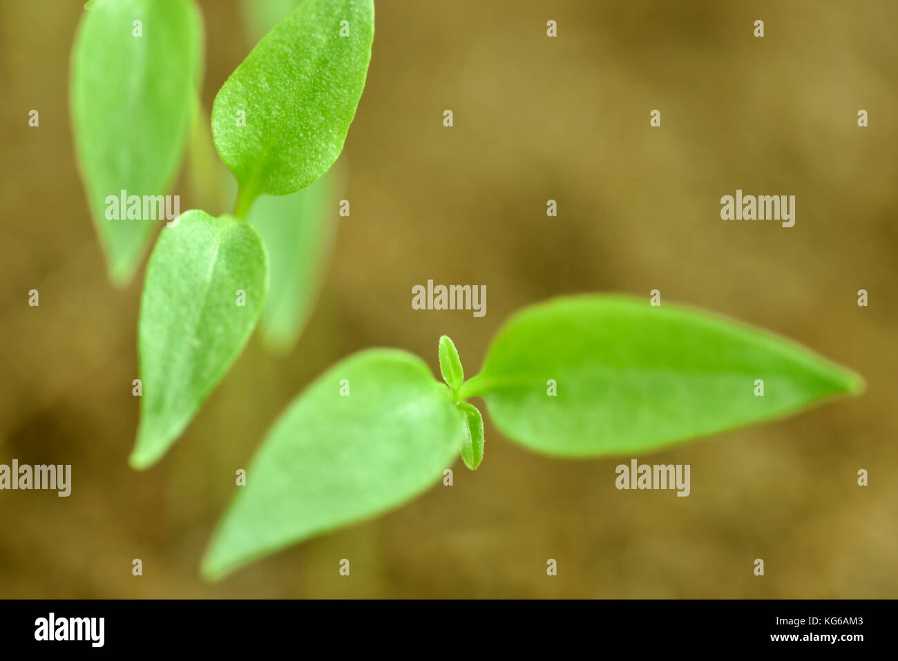 Close-up of green seedling growing plant out of soil Stock Photo - Alamy
