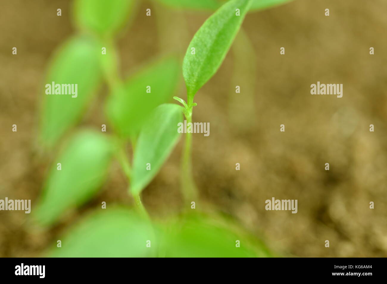 Close-up of green seedling growing plant out of soil Stock Photo - Alamy