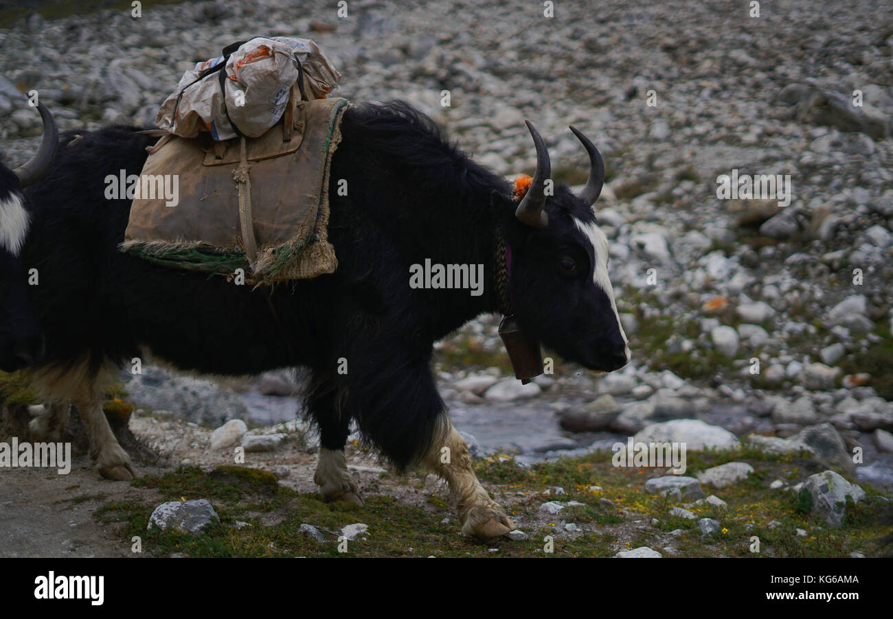 Yak caravan nepal hi-res stock photography and images - Alamy