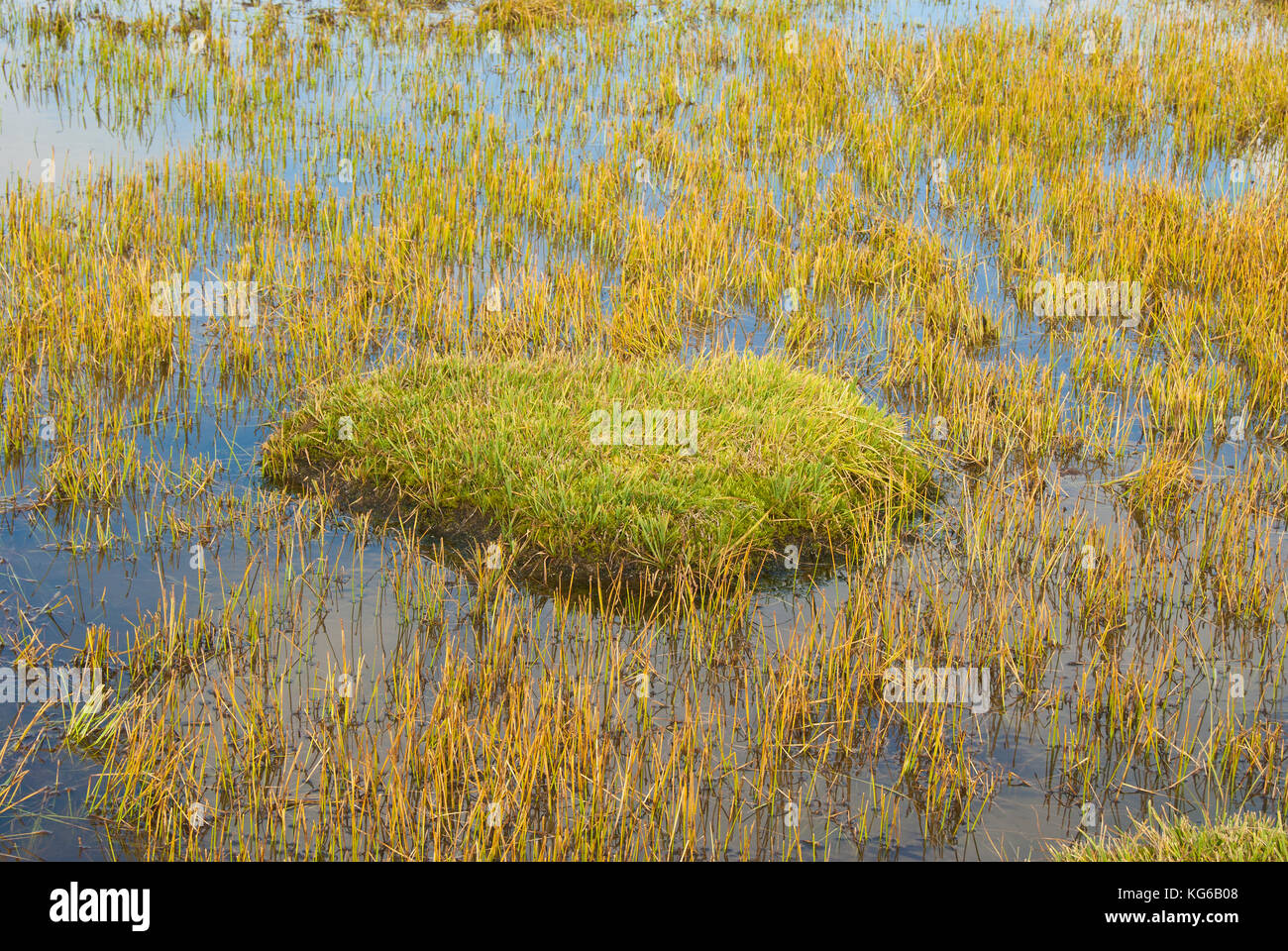 Hummock grass hi-res stock photography and images - Alamy