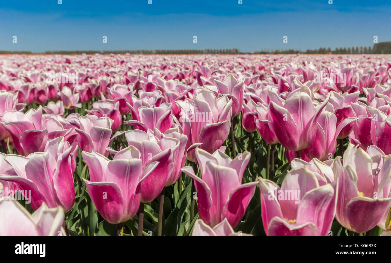 Panorama of pink tulips in the Netherlands Stock Photo - Alamy