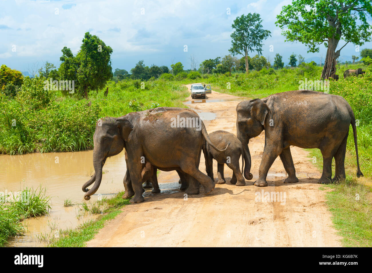 Group of wild elephants Stock Photo - Alamy