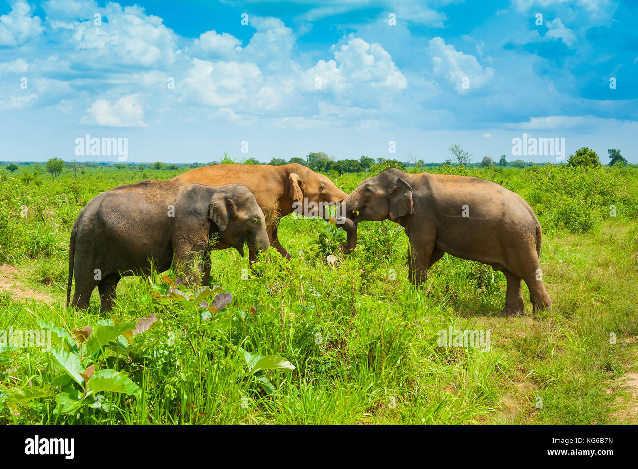 Group of wild elephants Stock Photo - Alamy