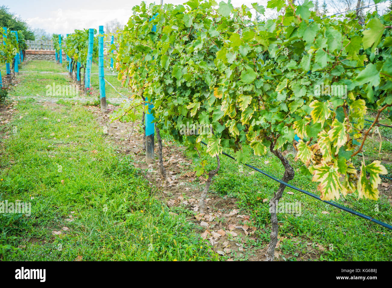 Wineyard in georgian wine region Kakheti in a period of grape harvest ...