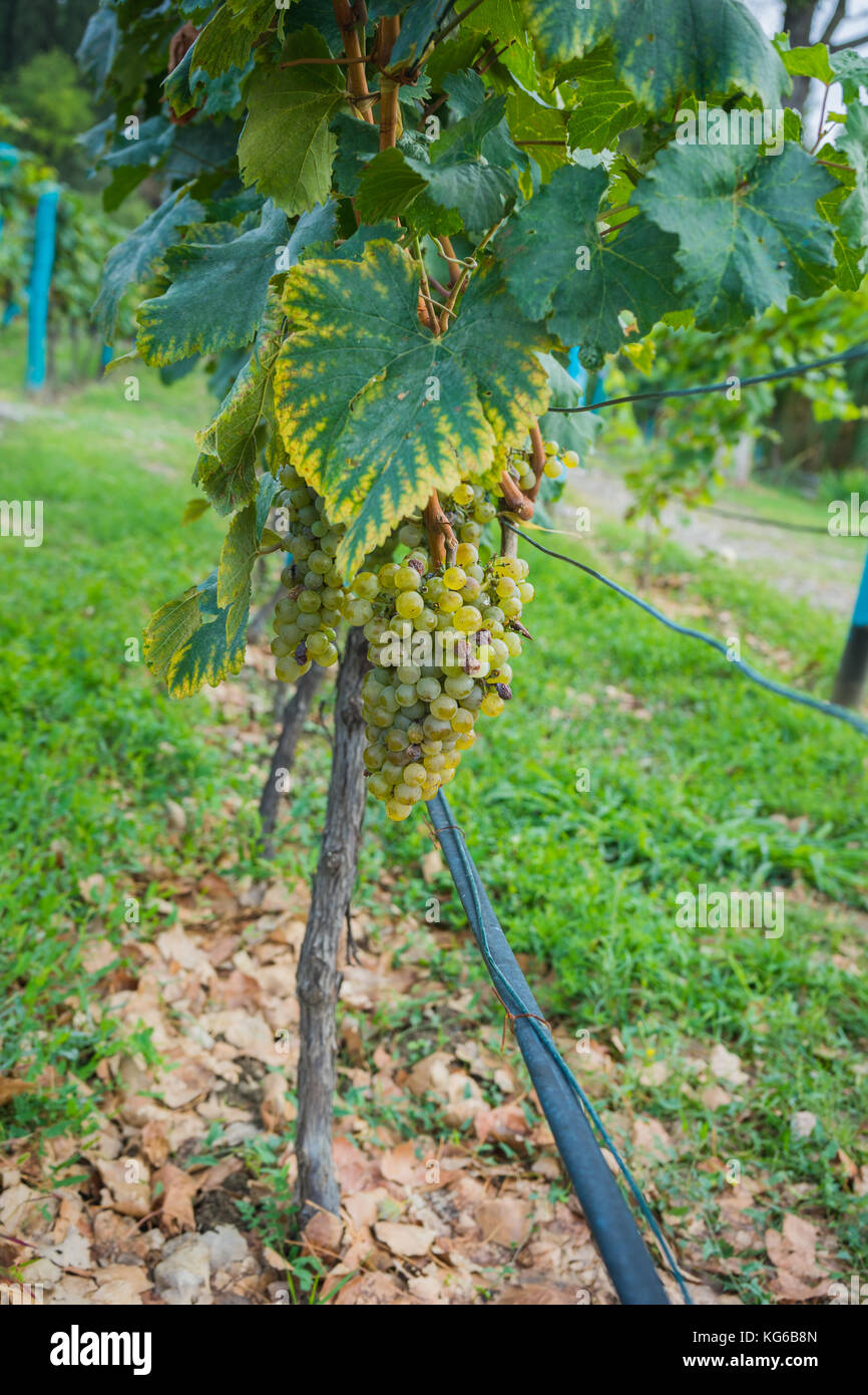 Wineyard in georgian wine region Kakheti in a period of grape harvest ...