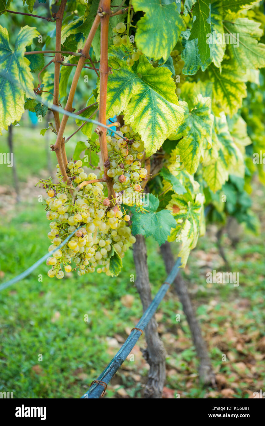 Wineyard in georgian wine region Kakheti in a period of grape harvest ...