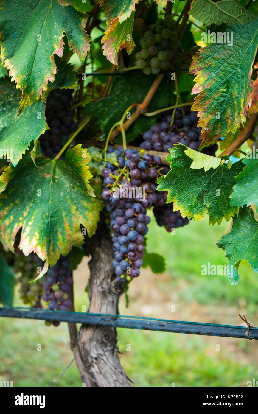 Wineyard in georgian wine region Kakheti in a period of grape harvest ...