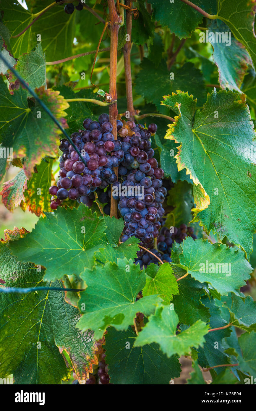 Wineyard in georgian wine region Kakheti in a period of grape harvest ...