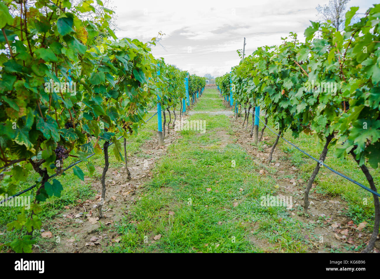 Wineyard in georgian wine region Kakheti in a period of grape harvest ...