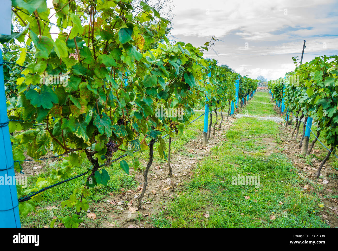 Wineyard in georgian wine region Kakheti in a period of grape harvest ...