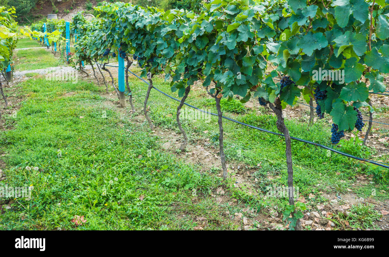 Wineyard in georgian wine region Kakheti in a period of grape harvest ...