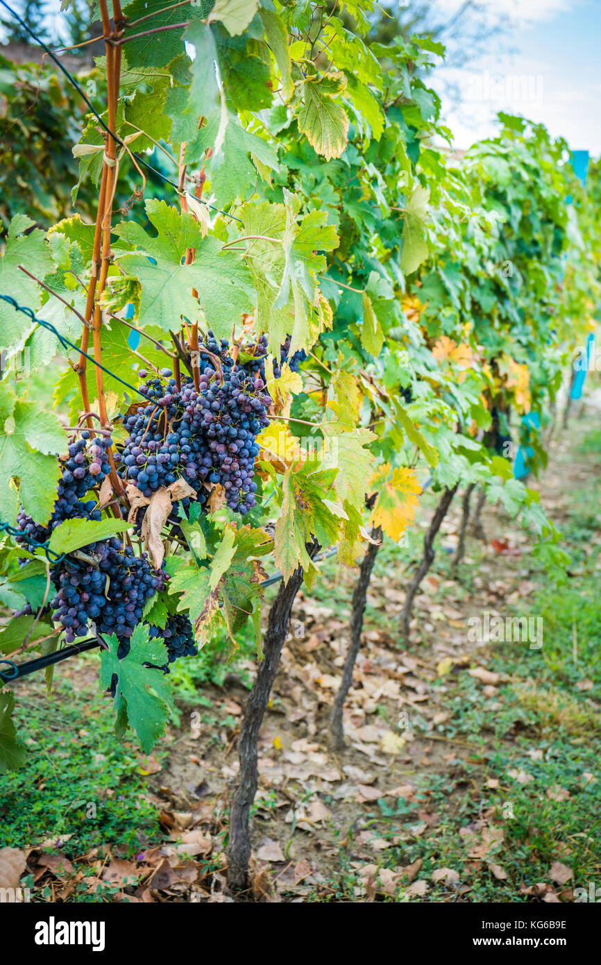 Wineyard in georgian wine region Kakheti in a period of grape harvest ...