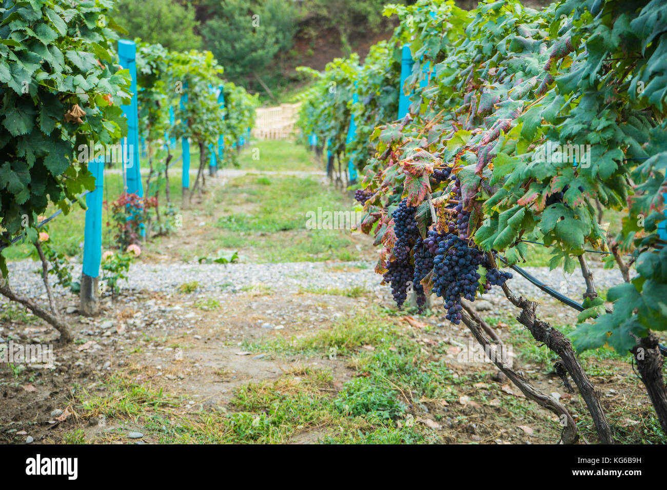 Wineyard in georgian wine region Kakheti in a period of grape harvest ...