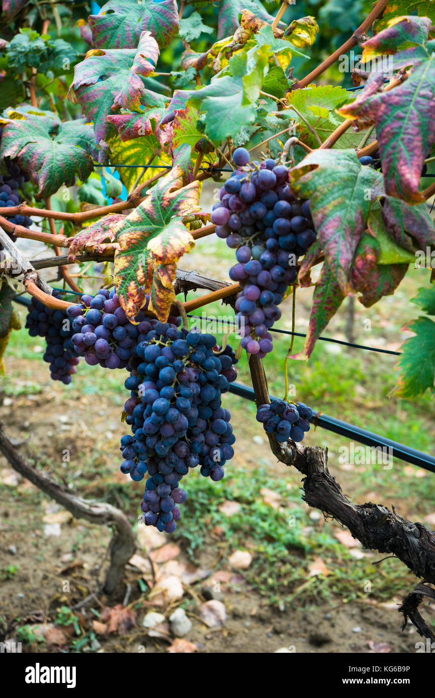 Wineyard in georgian wine region Kakheti in a period of grape harvest ...