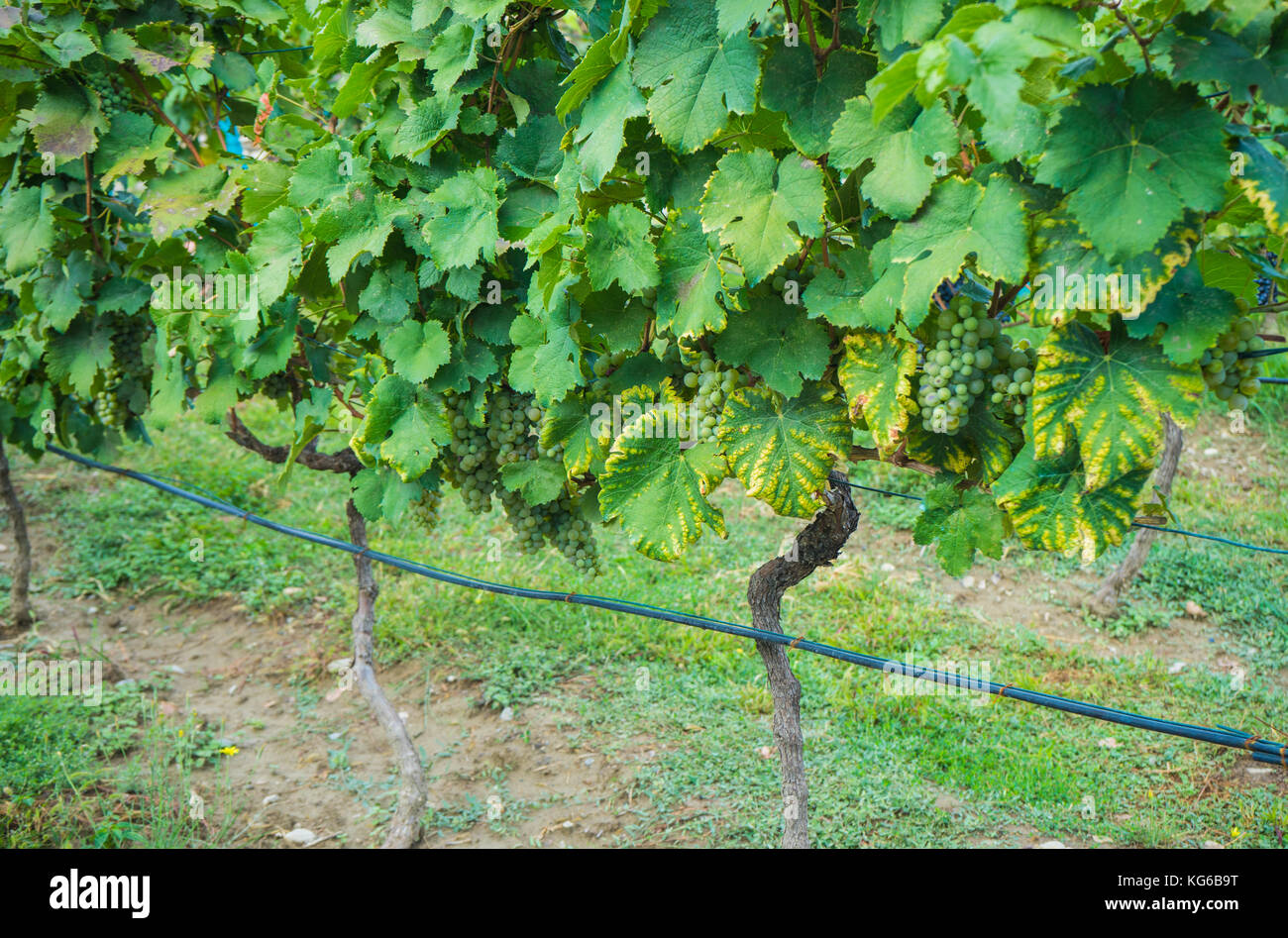 Wineyard in georgian wine region Kakheti in a period of grape harvest ...