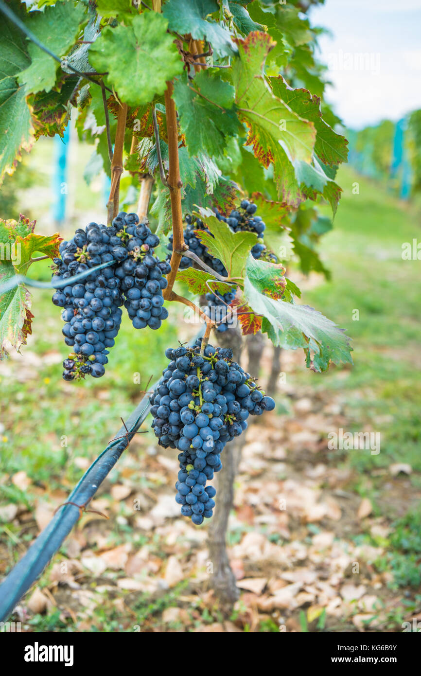 Wineyard in georgian wine region Kakheti in a period of grape harvest ...
