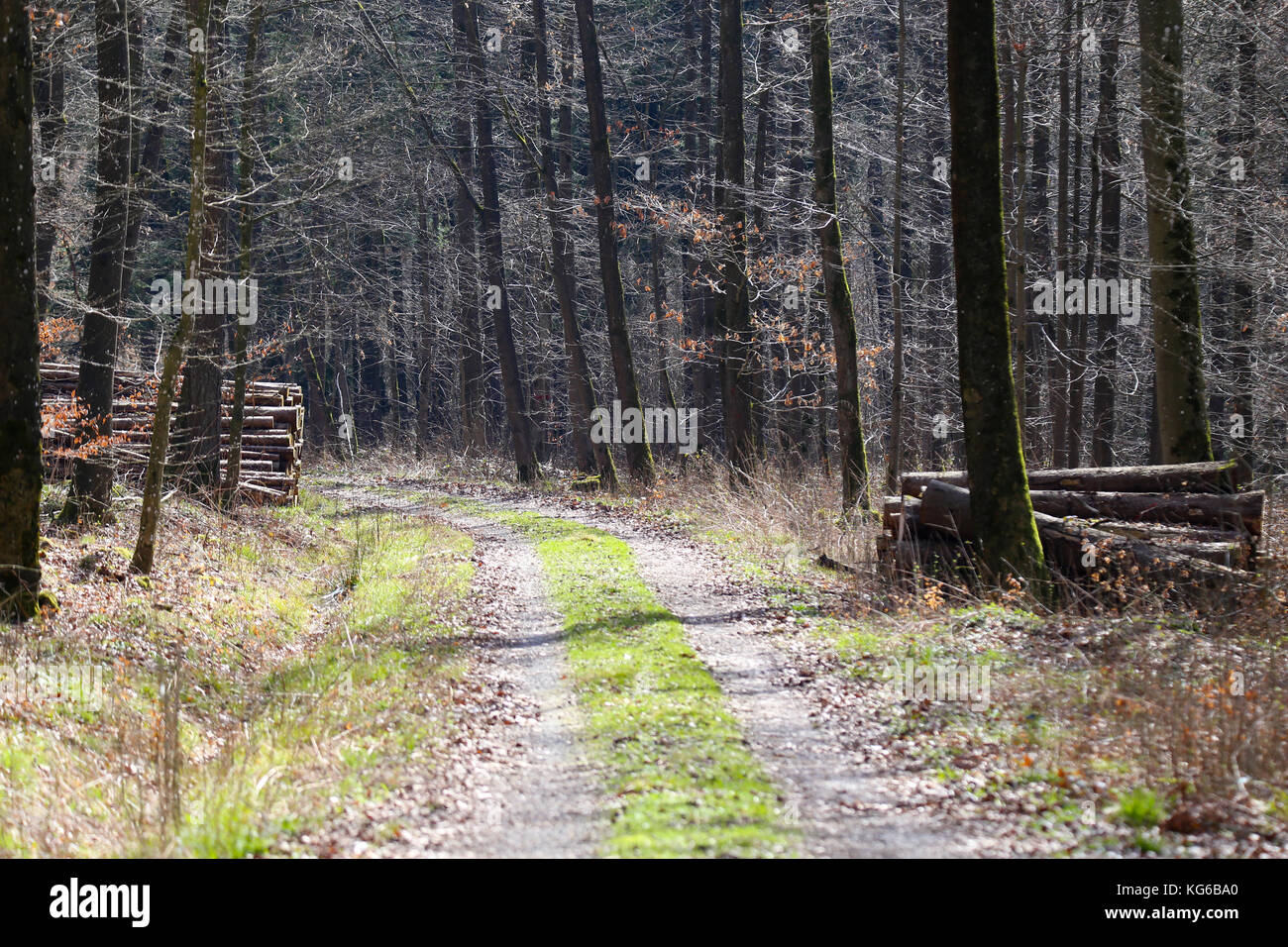 Beautiful forest landscape / Road in the forest Stock Photo - Alamy