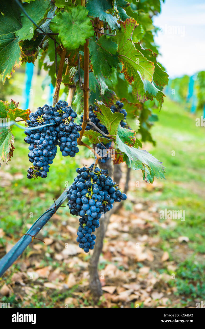 Wineyard in georgian wine region Kakheti in a period of grape harvest ...
