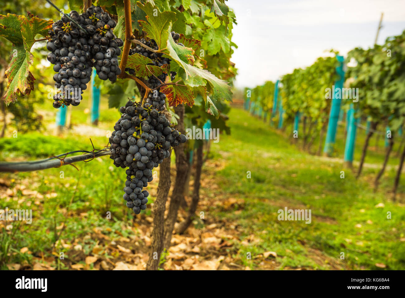 Wineyard in georgian wine region Kakheti in a period of grape harvest ...