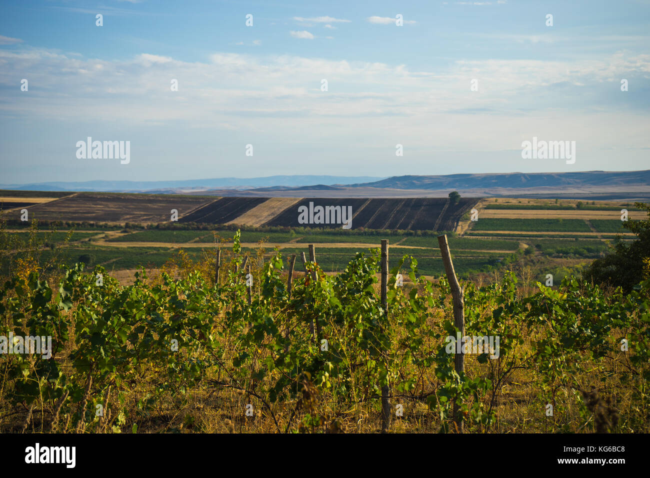 Wineyard in georgian wine region Kakheti in a period of grape harvest ...
