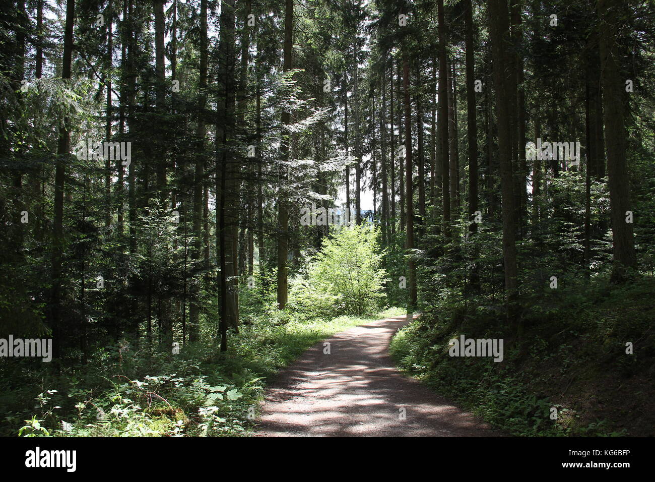 Beautiful forest landscape / Road in the forest Stock Photo - Alamy