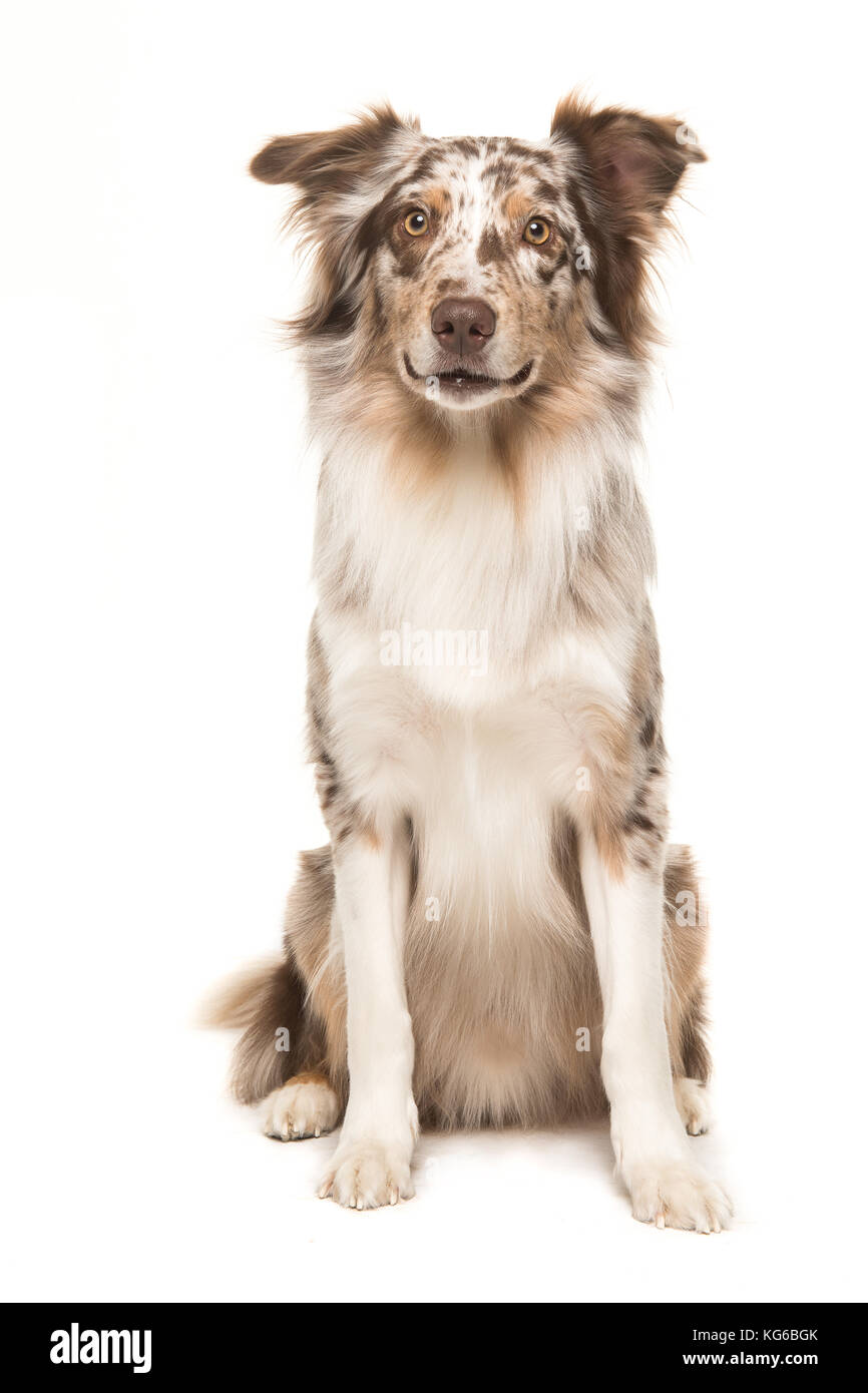 Cute sitting smiling australian shepherd facing the camera seen from ...