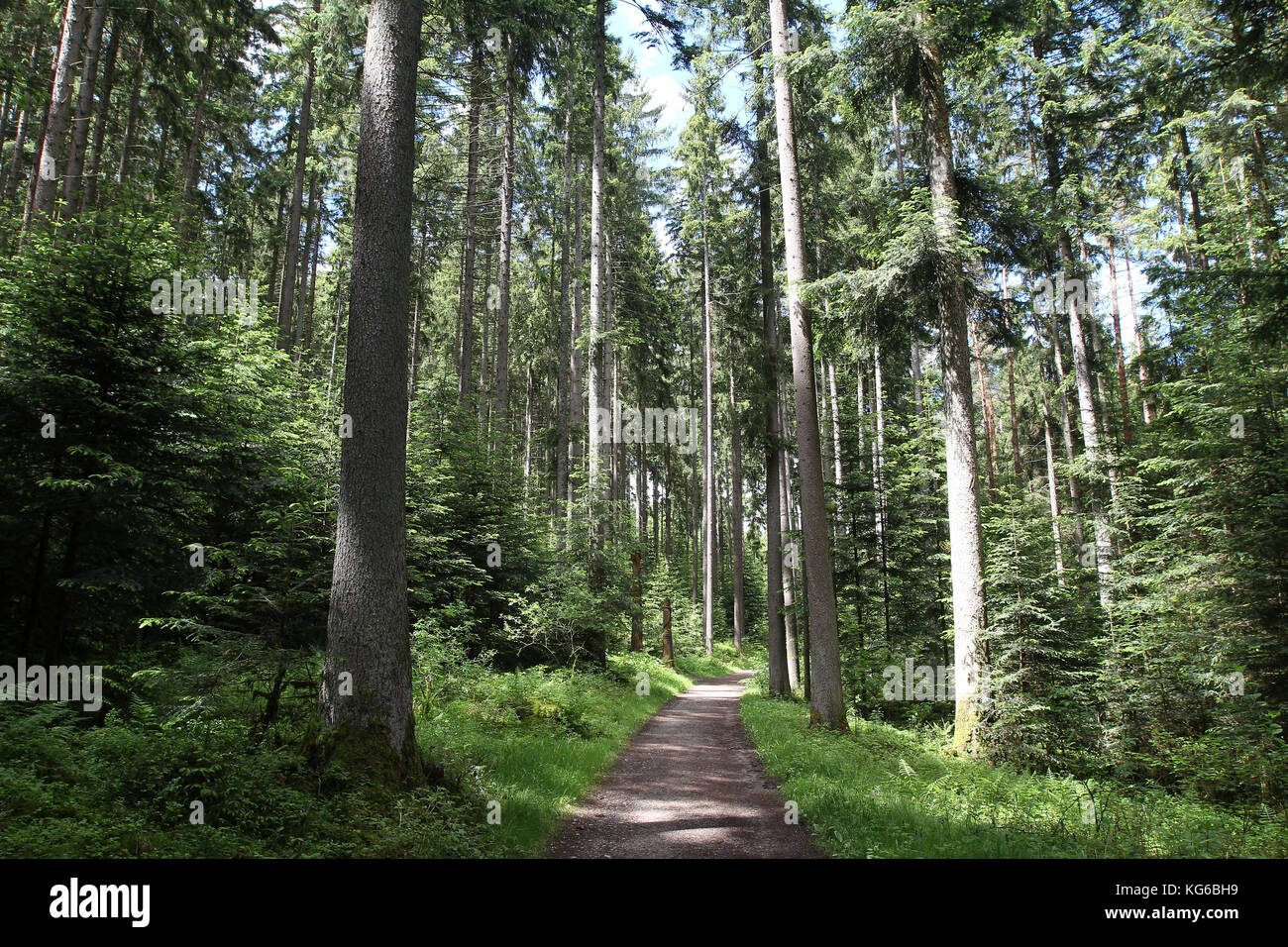 Beautiful forest landscape / Road in the forest Stock Photo - Alamy