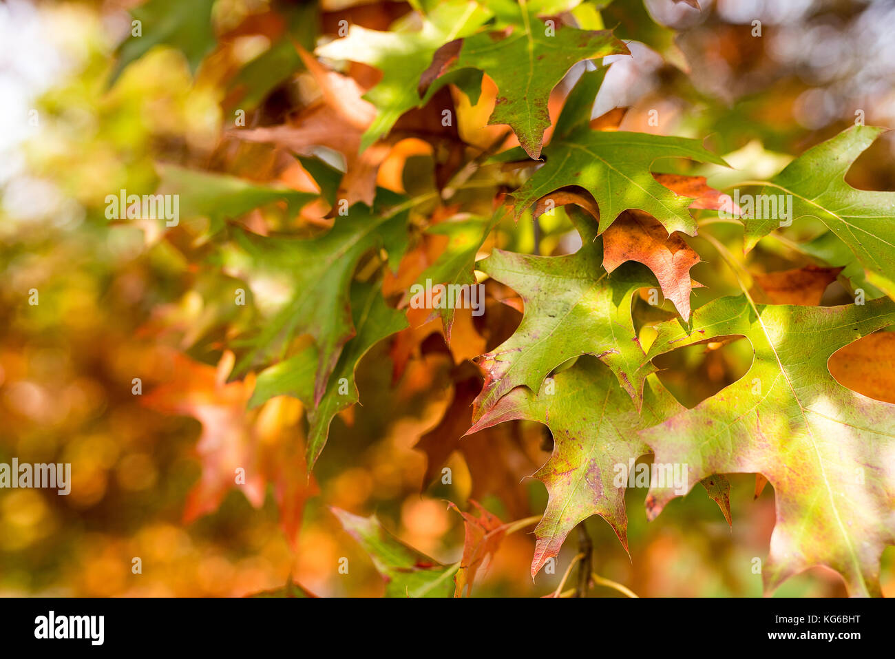 Autumn color palette hi-res stock photography and images - Alamy