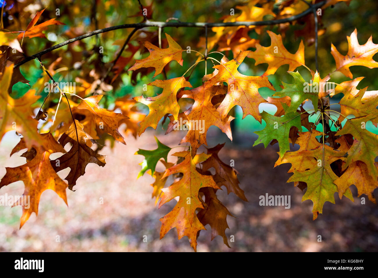 Palette of fall colours hi-res stock photography and images - Alamy
