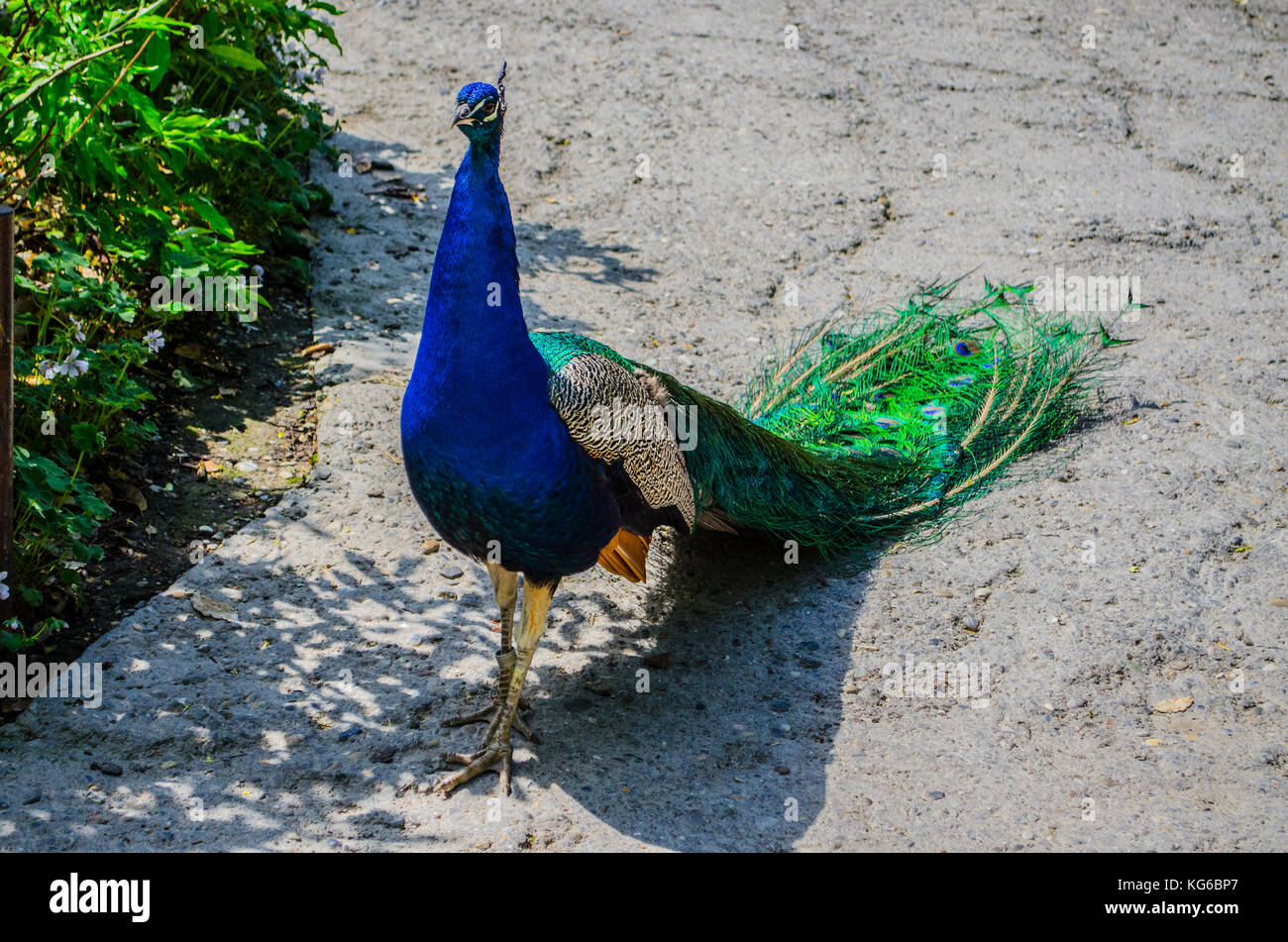 Pfau im zoo hi-res stock photography and images - Alamy