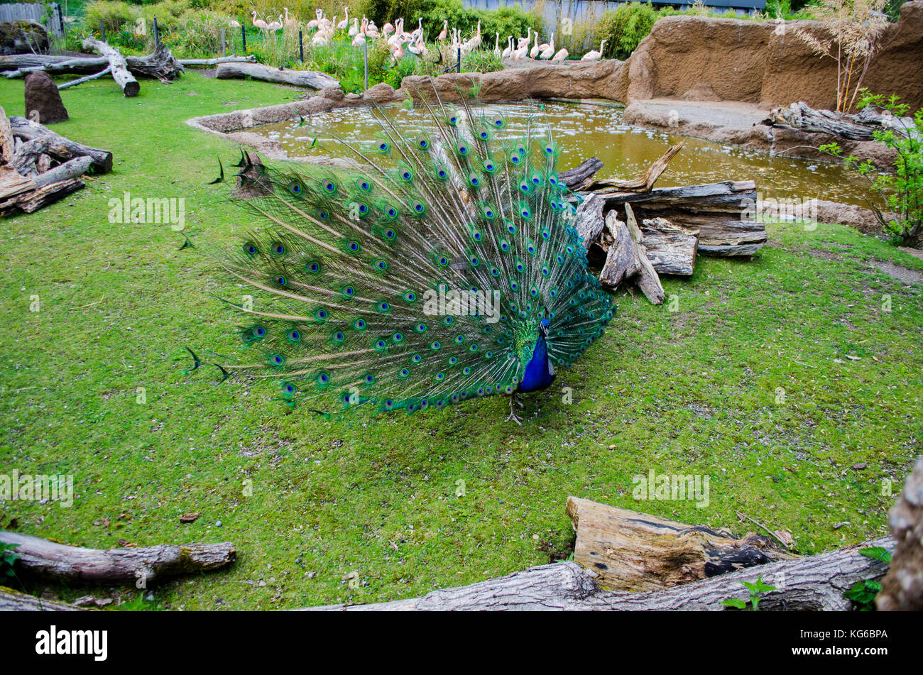 Pfau im zoo hi-res stock photography and images - Alamy