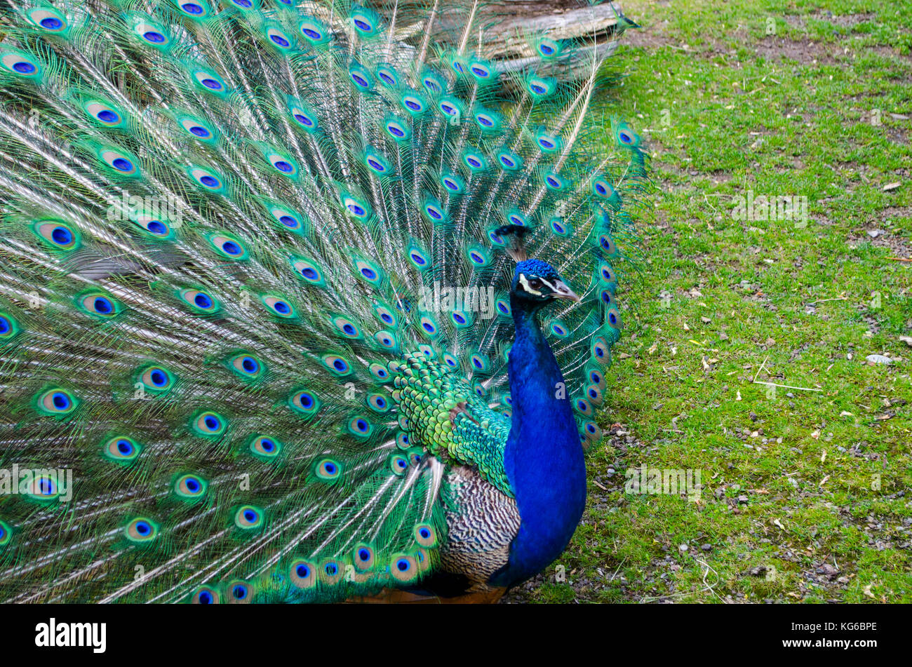 Pfau im zoo hi-res stock photography and images - Alamy