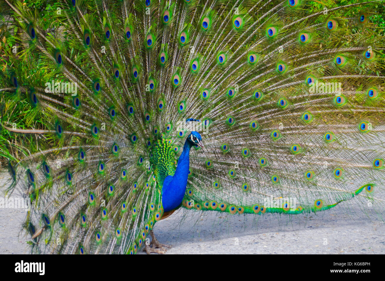 Pfau vogel hi-res stock photography and images - Alamy