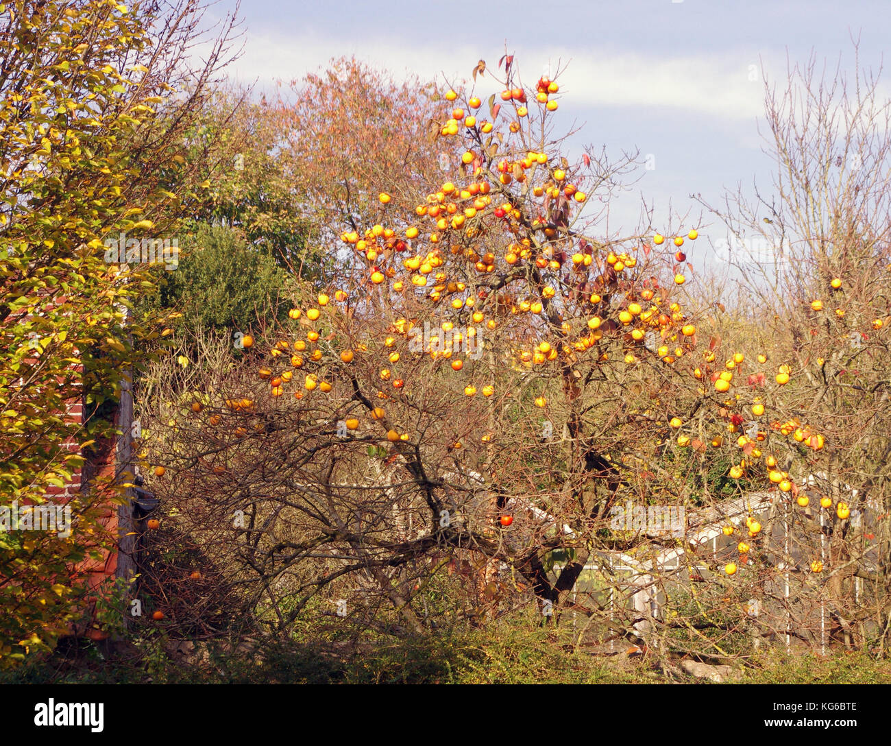 Leafless tree with yellow fruits and orange in autumn Stock Photo - Alamy
